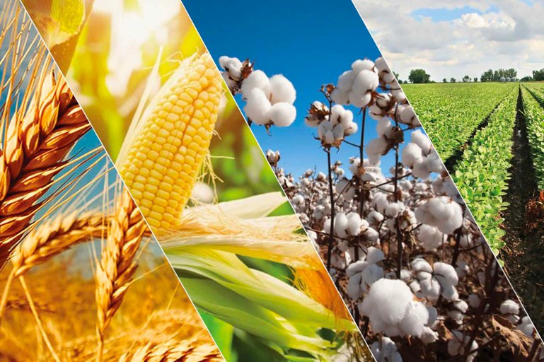 Nels Commodities Pty Ltd | Nels Commodities Official Website